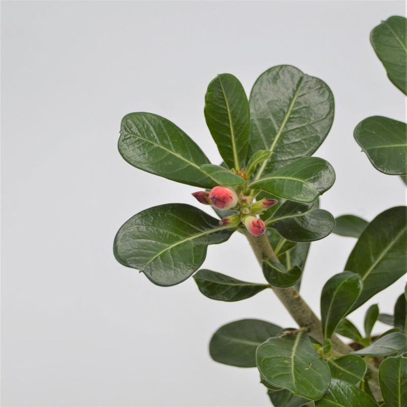 Discover succulents with PASIORA® – Knowledge & Succulent Store