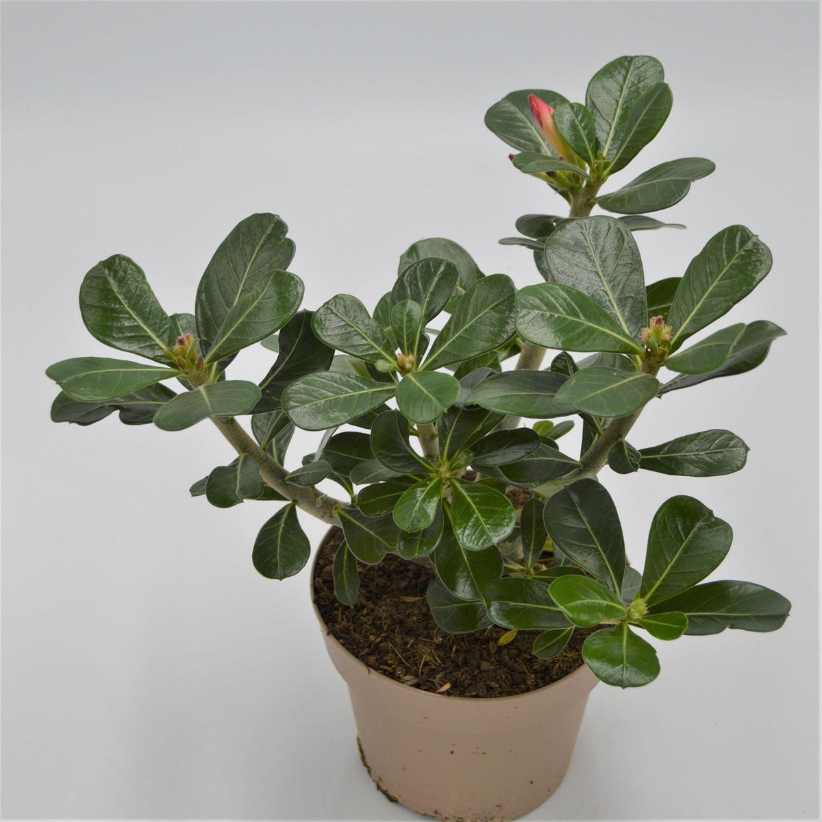 Adenium obesum 'Anouk' PASIORA
