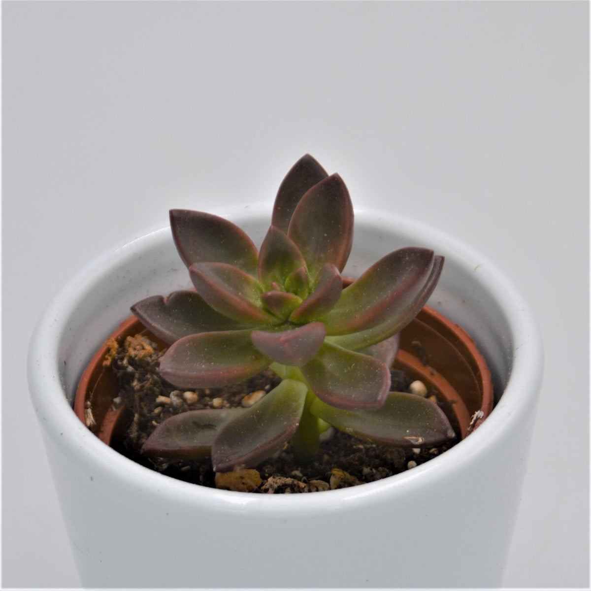 x Sedeveria Sorrento Ø6cm - Online kaufen – PASIORA